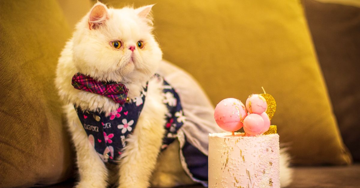 100+ Happy Birthday Wishes For Cat Lovers | Insposeeker
