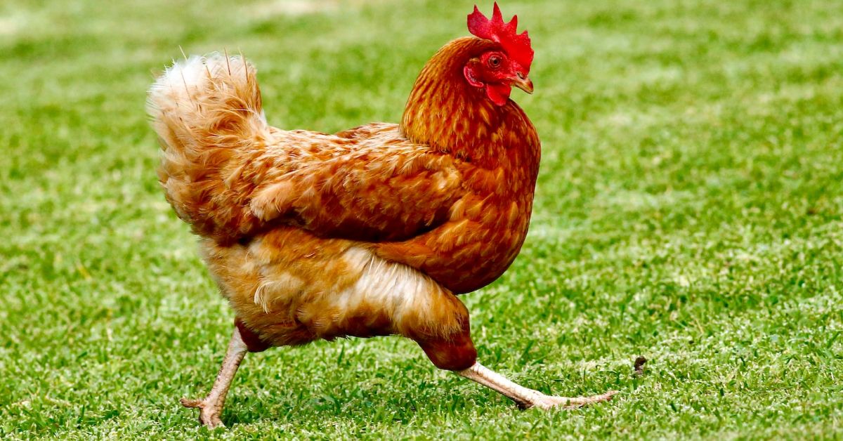 60+ Unforgettable Birthday Wishes For Chicken Lovers! | Insposeeker