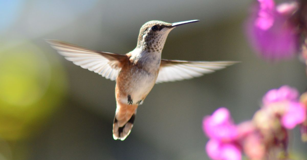 Birthday Wishes For Bird Lovers: Make Their Day Special! | Insposeeker